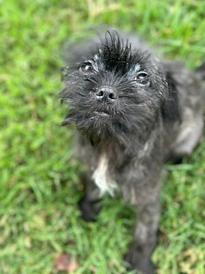 Taylors, SC - Yorkie, Yorkshire Terrier/Pug. Meet Bryson a Pet for ...