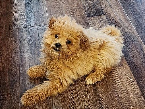 Toronto, ON - Toy Poodle. Meet Copper a Pet for Adoption - AdoptaPet.com