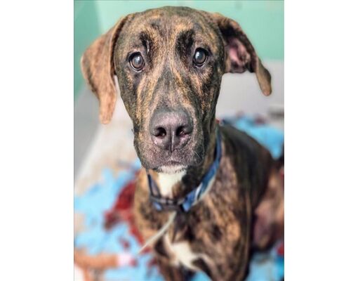 Houston, TX - Plott Hound. Meet PERCY a Pet for Adoption - AdoptaPet.com