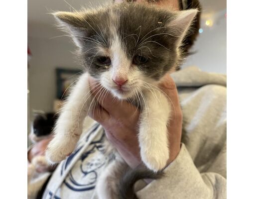 Park City, UT - Domestic Mediumhair. Meet Romee FKA Doja Cat a Pet for ...