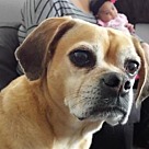 Pug Puppies - Pug Rescue and Adoption Near You