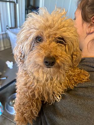 Windsor, CO - Miniature Poodle. Meet Rachel a Pet for Adoption ...