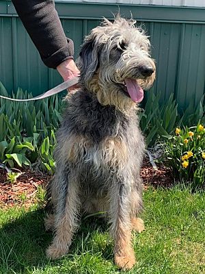 Batavia, NY - Irish Wolfhound/Poodle (Standard). Meet Kathy a Pet for ...