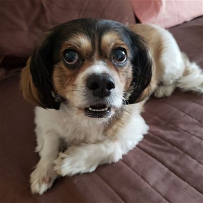 Jackson, NJ - Cavalier King Charles Spaniel/Papillon. Meet GRUMPY a Pet ...
