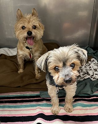 Los Angeles, CA - Yorkie, Yorkshire Terrier. Meet Peggy Sue a Pet for ...