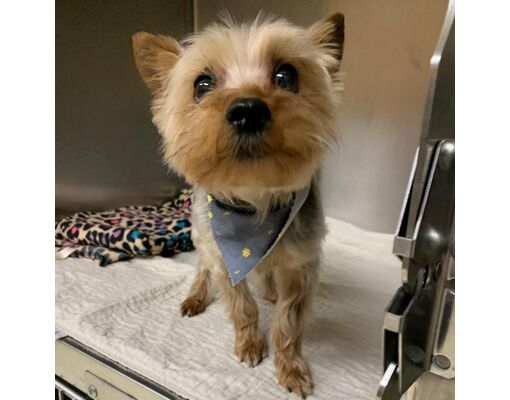 Walker, MI - Yorkie, Yorkshire Terrier. Meet Bumble Bee - Foster a Pet ...