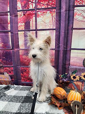 Manhattan, KS - Terrier (Unknown Type, Medium). Meet Quinoa a Pet for ...