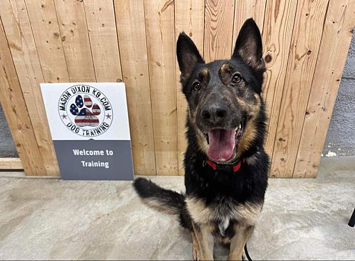 Portland, ME - German Shepherd Dog. Meet Luke a Pet for Adoption ...