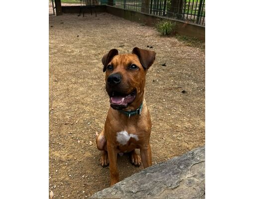 Houston, TX - Rhodesian Ridgeback/Mixed Breed (Medium). Meet TY a Pet ...