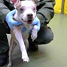 Boston Terrier Puppies - Boston Terrier Rescue and Adoption