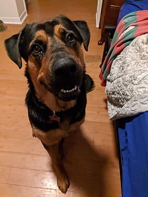 Boston, MA - German Shepherd Dog/Rottweiler. Meet Iroh a Pet for ...