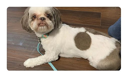 Austin, TX - Shih Tzu. Meet Gizmo a Pet for Adoption - AdoptaPet.com