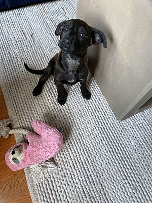 Knoxville, TN - Springer Spaniel/Whippet. Meet PENELOPE a Pet for ...