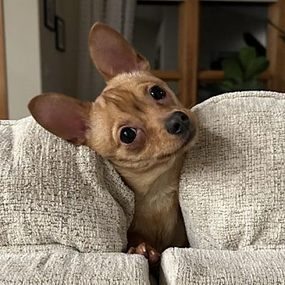 Spokane, WA - Pomeranian/Chihuahua. Meet Bella a Pet for Adoption ...