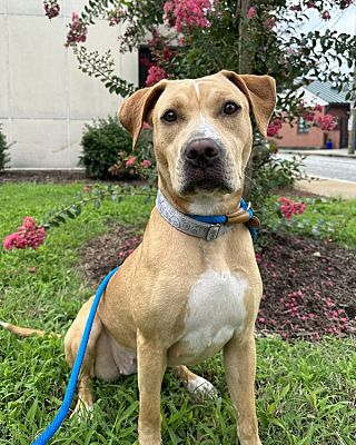 Richmond, VA - Labrador Retriever. Meet Pick Up Sticks a Pet for ...