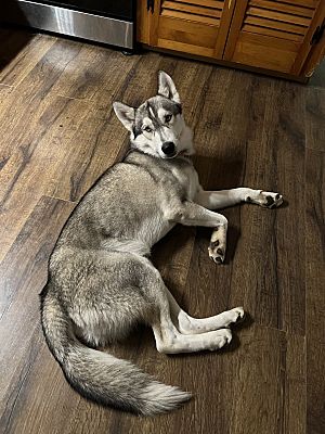 Plainfield, CT - Husky. Meet Finn a Pet for Adoption - AdoptaPet.com