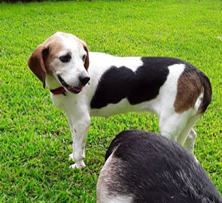 Sparta, NJ - Beagle/Treeing Walker Coonhound. Meet pixie a Pet for ...