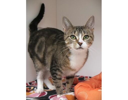 Fishers, IN - Domestic Shorthair/Domestic Mediumhair. Meet Ricky Ticky ...