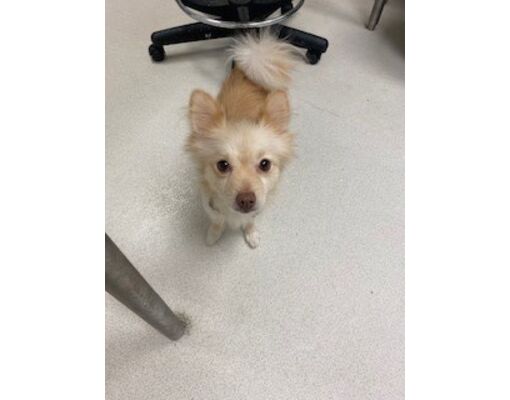 Irving, TX - Pomeranian/Mixed Breed (Medium). Meet Lanelo a Pet for ...