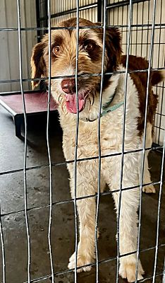 Windsor, CO - Poodle (Standard). Meet Roe a Pet for Adoption ...