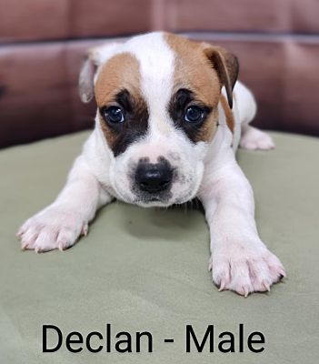 Hamilton, NJ - Pit Bull Terrier. Meet Declan a Pet for Adoption ...