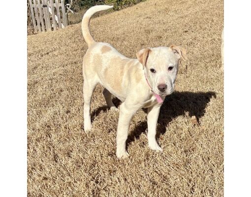 Fishkill, NY - English Springer Spaniel/Great Pyrenees. Meet WINTER a ...