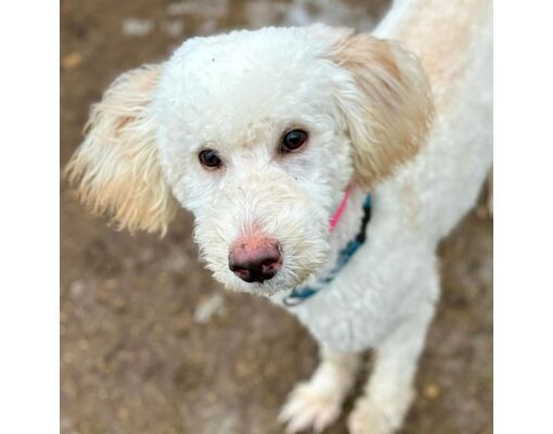 Patterson, NY - Schnoodle/Mixed Breed (Medium). Meet CT Pip a Pet for ...