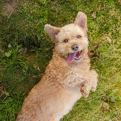 San Diego, CA - Schnoodle. Meet Isa a Pet for Adoption - AdoptaPet.com