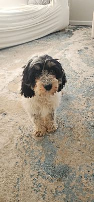 Shirley, NY - Cockapoo. Meet Poppy a Pet for Adoption - AdoptaPet.com