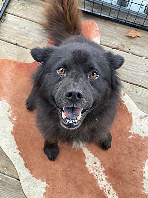 Johnston, RI - Chow Chow/Terrier (Unknown Type, Small). Meet Floof a ...