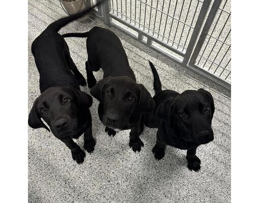 Nashville, NC - Labrador Retriever/Mixed Breed (Medium). Meet THE ...