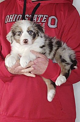 South Euclid, OH - Australian Shepherd. Meet Patches a Pet for Adoption ...