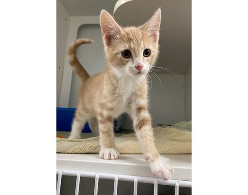 Ossipee, NH - Domestic Shorthair/Domestic Mediumhair. Meet Gumbo a Pet ...