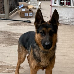 New Ringgold, PA - German Shepherd Dog. Meet Roger (26-200) a Pet for ...