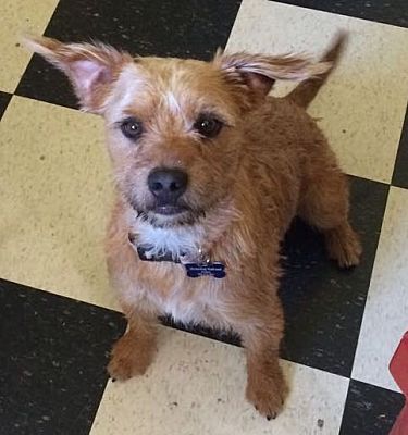 Portland, OR - Border Terrier/Irish Terrier. Meet Brownie a Pet for ...