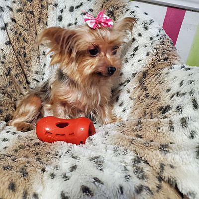 Crump, TN - Yorkie, Yorkshire Terrier. Meet Gracie a Pet for Adoption ...