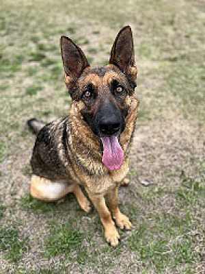 Manning, SC - German Shepherd Dog/Shepherd (Unknown Type). Meet Sheba a ...