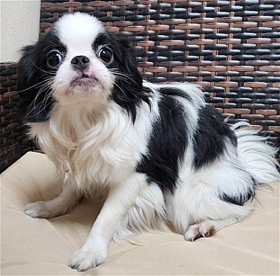 Cuba, NY - Japanese Chin/Yorkie, Yorkshire Terrier. Meet Albert ...