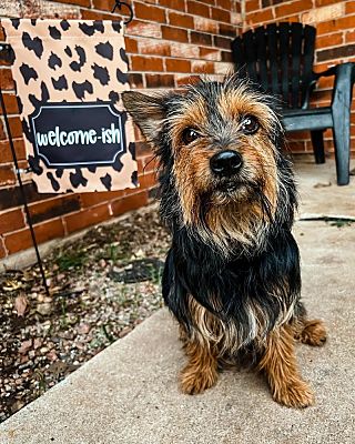 Oklahoma City, OK - Yorkie, Yorkshire Terrier/Dachshund. Meet Sloan a ...