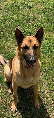 Washington, DC - German Shepherd Dog. Meet Camden a Pet for Adoption ...