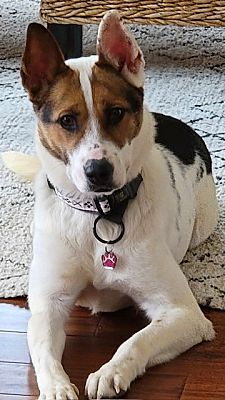 Oceanside, CA - Shepherd (Unknown Type). Meet Rue a Pet for Adoption ...