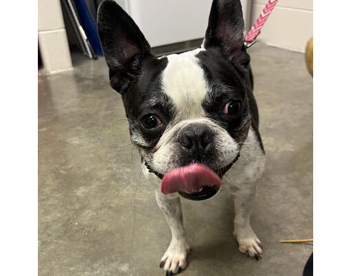 Manhattan, KS - Boston Terrier. Meet Bubba a Pet for Adoption ...