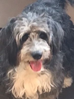 Sarasota, FL - Border Collie/Poodle (Miniature). Meet Sally a Pet for ...