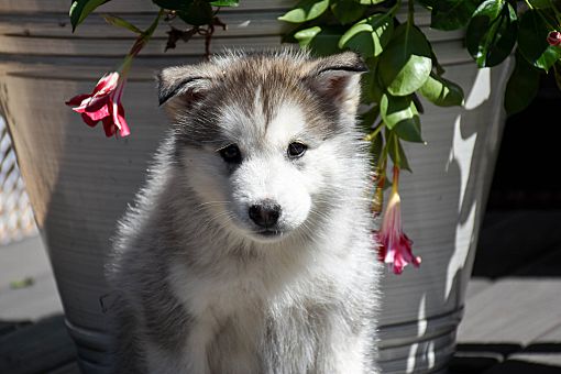 Winter Springs, FL - Siberian Husky. Meet Flora a Pet for Adoption ...