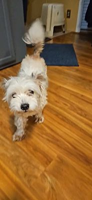 Taylor, MI - Maltese. Meet Minnie a Pet for Adoption - AdoptaPet.com