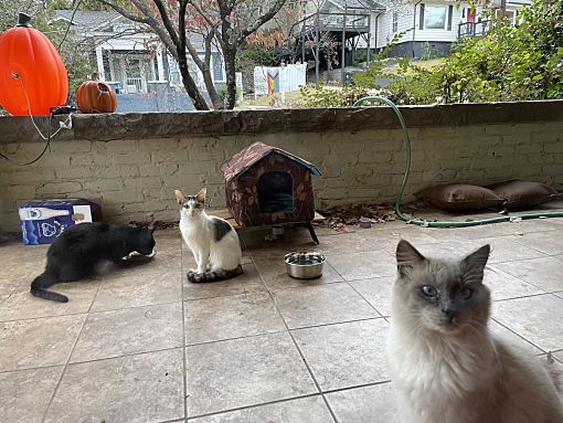 Birmingham, AL - Birman. Meet She (or he) was abandoned, I don't know ...