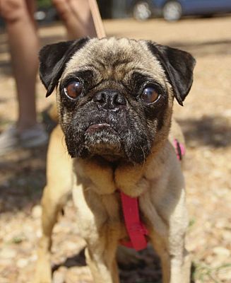 Brookhaven, MS - Pug. Meet Buttercup 24 a Pet for Adoption - AdoptaPet.com
