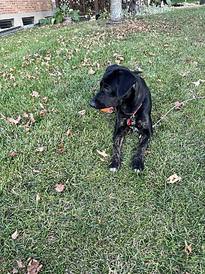 Franklin, OH - Labrador Retriever/Mutt. Meet Madeline a Pet for ...
