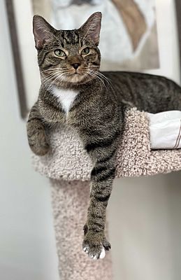 Sautee, GA - Tabby. Meet Teddy a Pet for Adoption - AdoptaPet.com