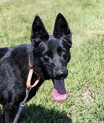 Sheridan, WY - German Shepherd Dog. Meet Lily a Pet for Adoption ...